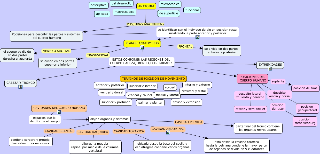 anatomia mapa conceptual AGOS 15